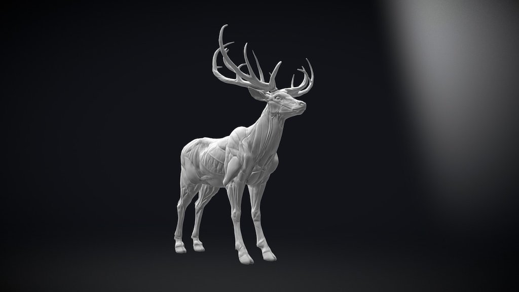 Deer - 3D model by steinchen (@petrified) [06f665a] - Sketchfab