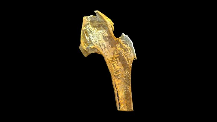 Acetabulum 3D models - Sketchfab