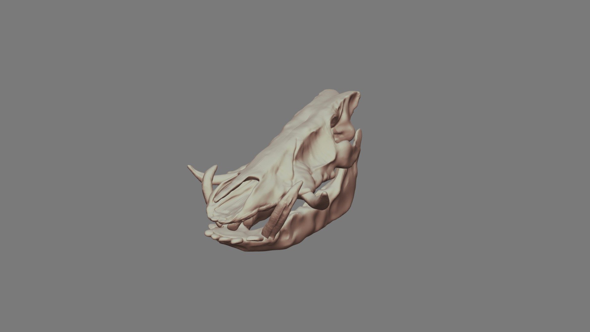 Wild Boar Skull - 3D model by Basemeshguy [06fe4de] - Sketchfab