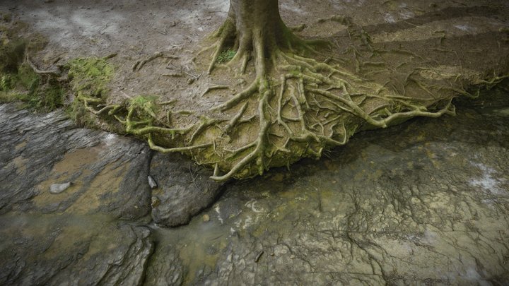 Roots 3D models - Sketchfab
