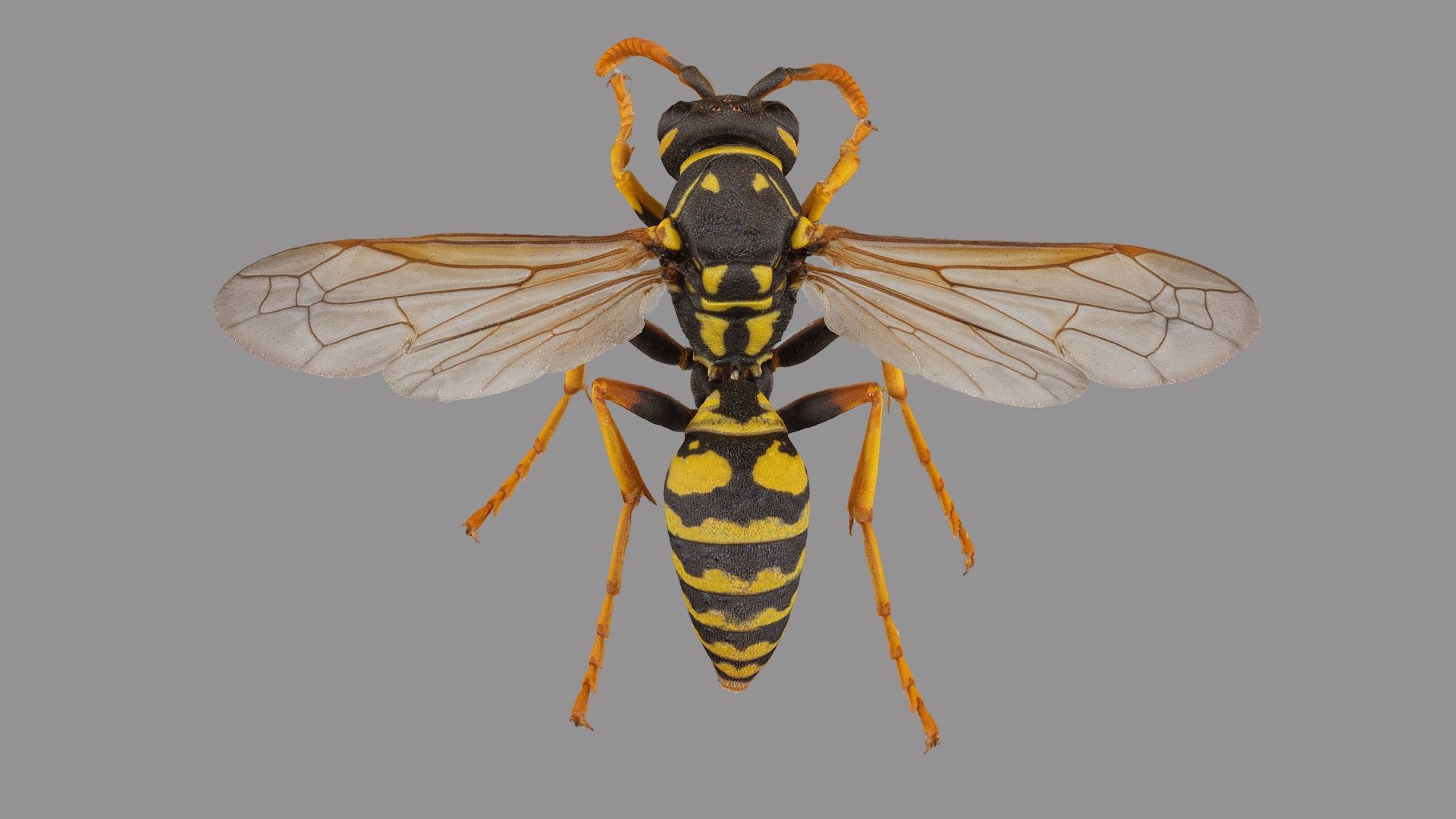 Polistes dominula Appleton, WI - 3D model by VirNat [07132d0] - Sketchfab