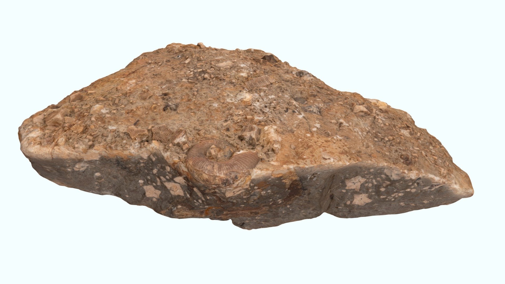 Calcaire micritique à entroques - Download Free 3D model by Ecole ...