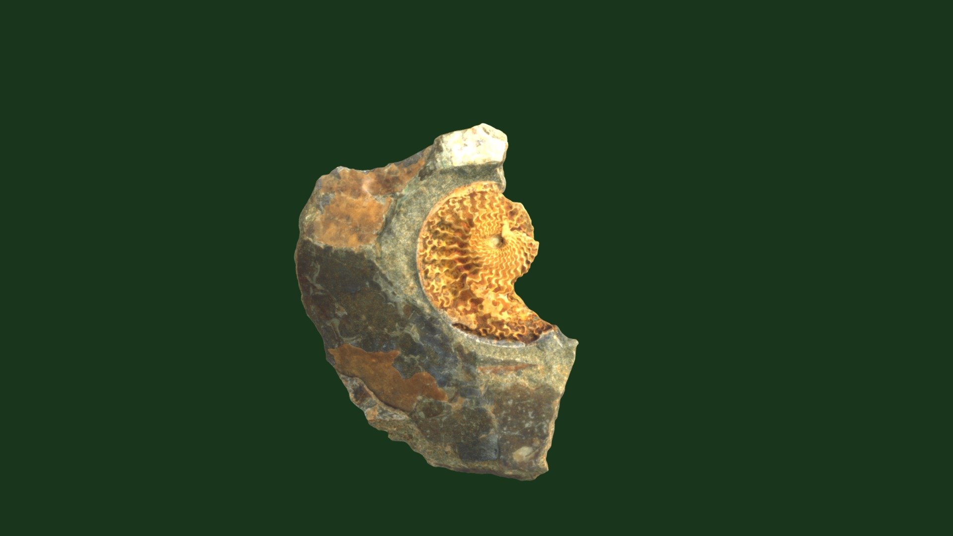 Sphenodiscus sp. - visible septa WIP - 3D model by Shellie Luallin ...