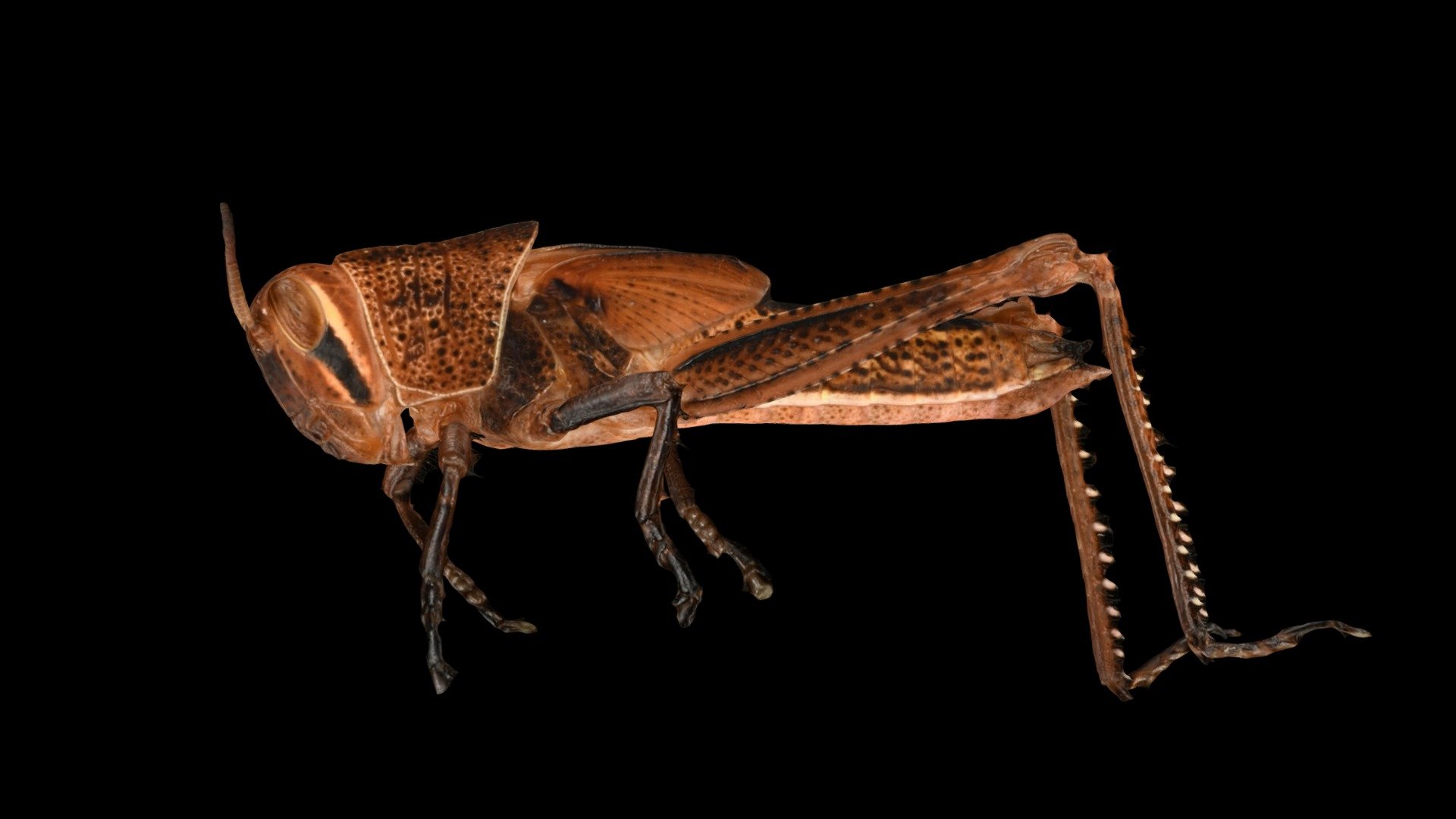 ツチイナゴ Japanese Locust, Patanga japonica - Download Free 3D model by ...