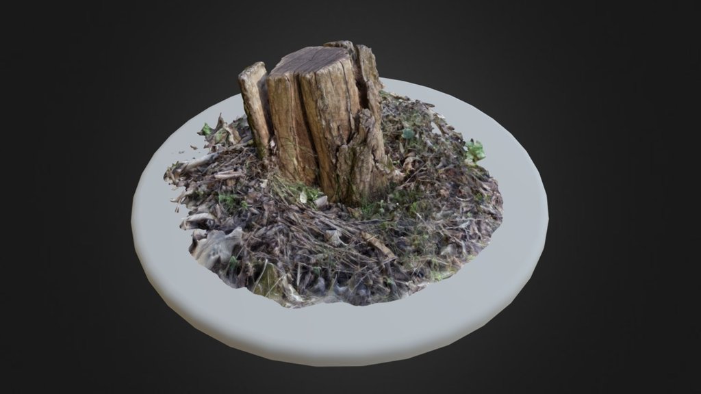 Tree Stump (Scan) - 3D model by kiyaha_jr [072c7f6] - Sketchfab