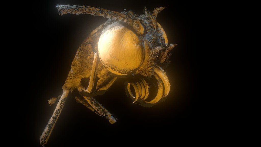 Cabeza de insecto - Download Free 3D model by Digitalizacion 3D ...