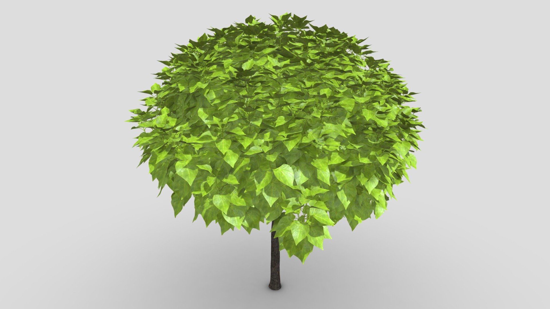 Catalpa - 3D model by Serhii_Sarkisian [072d057] - Sketchfab