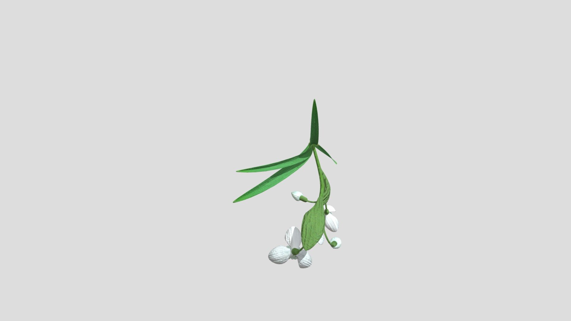 Snowdrop Flower - 3D model by www.muhammad.ameen7877 [07399c3] - Sketchfab