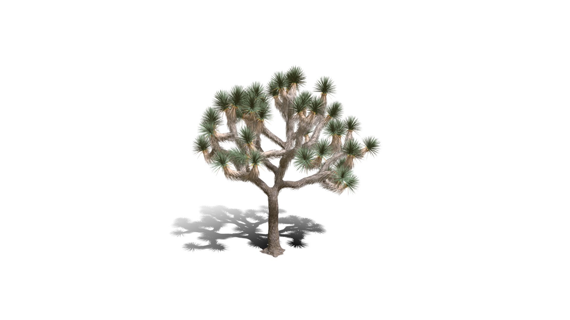 Realistic HD Joshua tree (20/30) - Download Free 3D model by ...