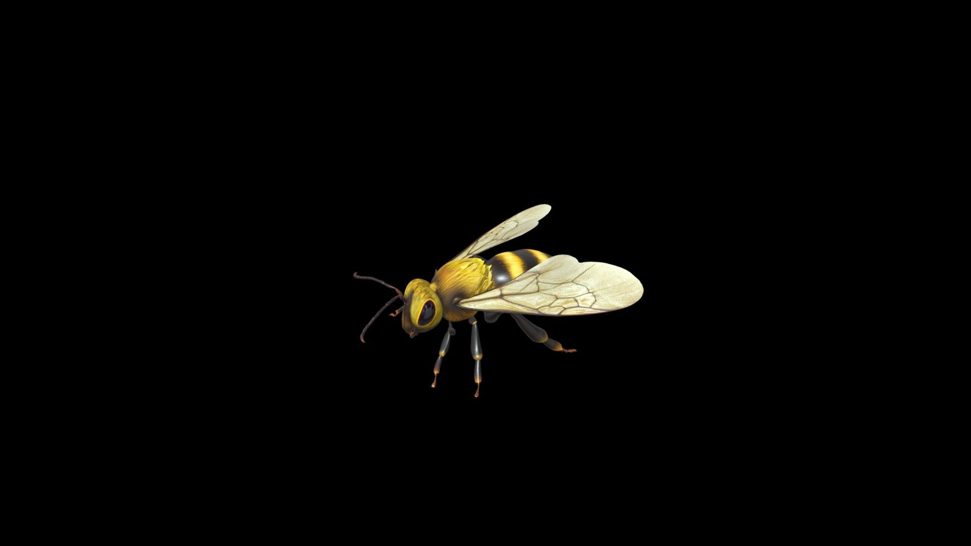 bee - 3D model by takashimonana [073a65c] - Sketchfab