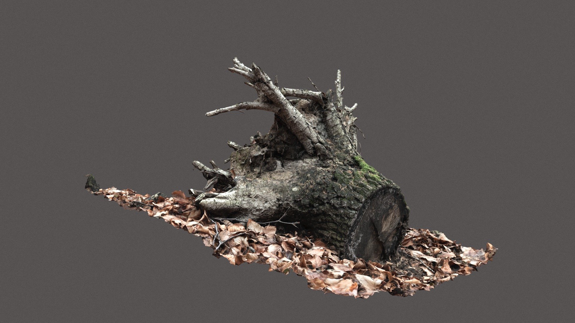Uprooted tree stump - Buy Royalty Free 3D model by kubacpetr [073c447 ...