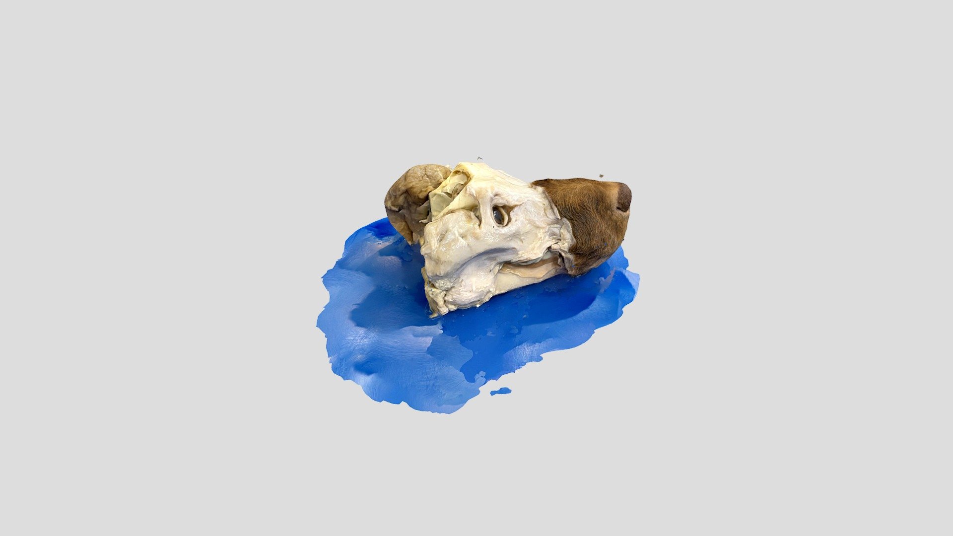 Head from a dog - Download Free 3D model by vetpath [073d1b3] - Sketchfab