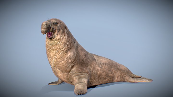 Sea 3D models - Sketchfab