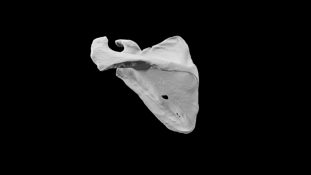 Scapula — A 3D model collection by asadameer280201 (@asadameer280201 ...