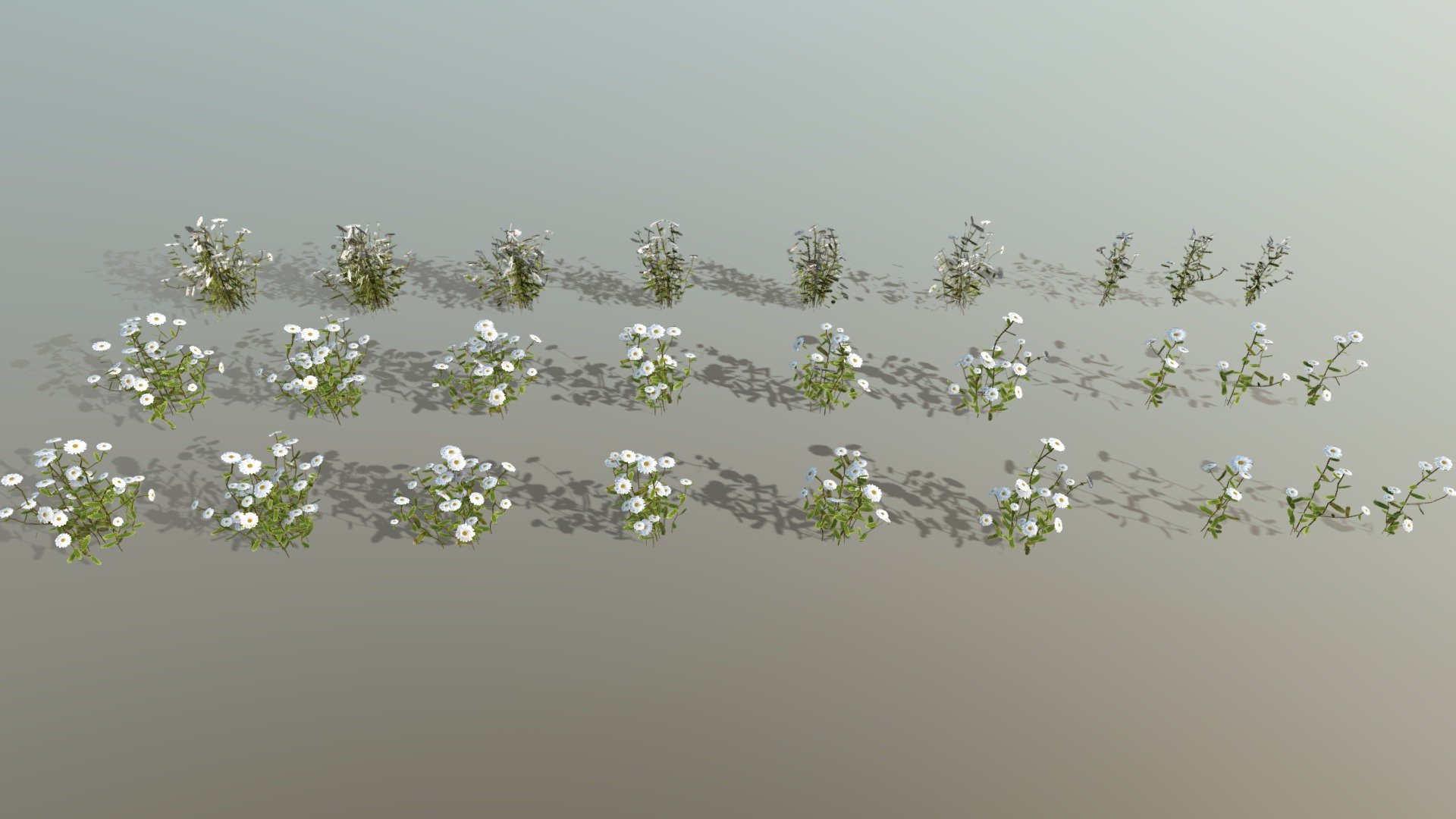 Realistic Game Ready Daisy Models Pack - Download Free 3D model by ...
