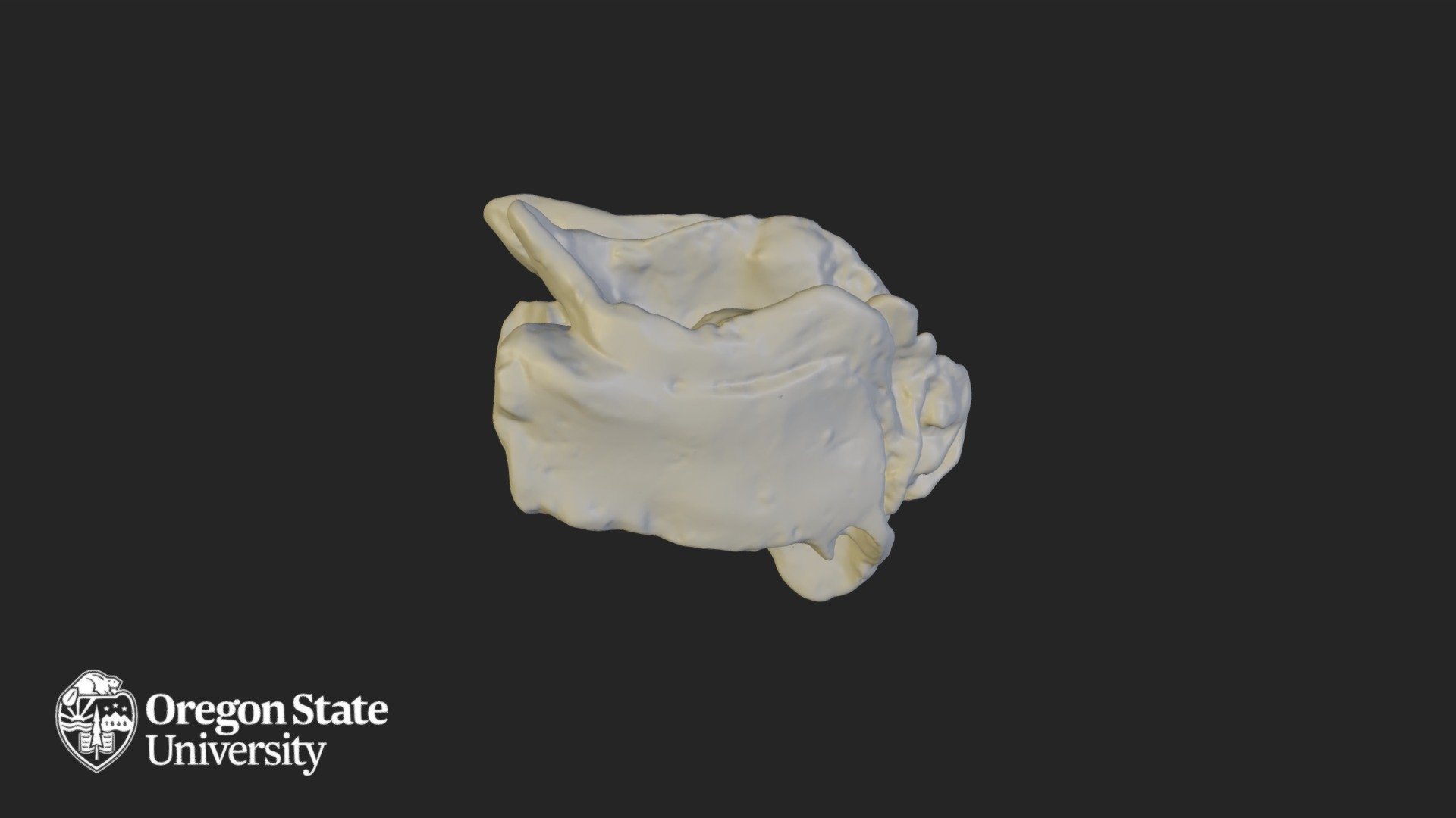 Ethmoid - Download Free 3D model by Oregon State University | Ecampus ...