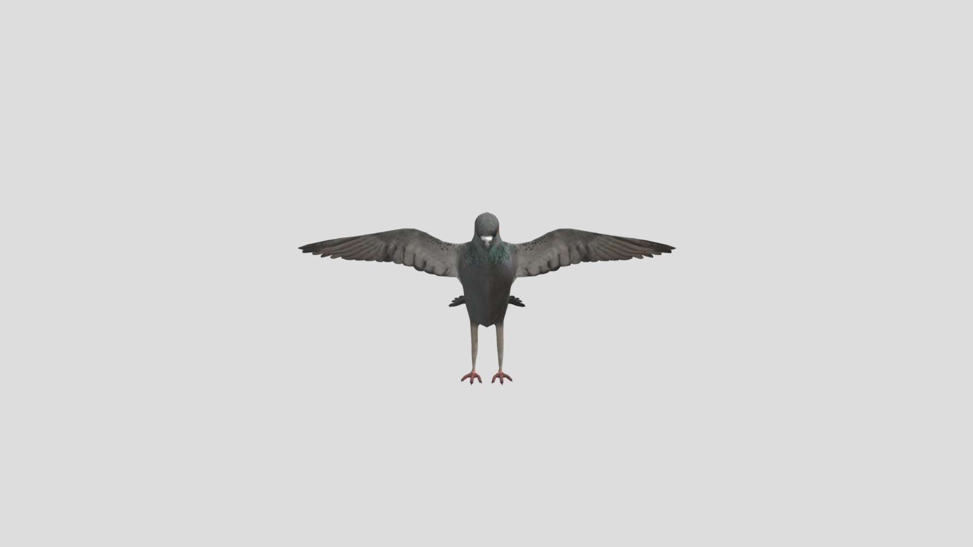 Pigeon Riged - Download Free 3D model by Egordick117 [074f69e] - Sketchfab