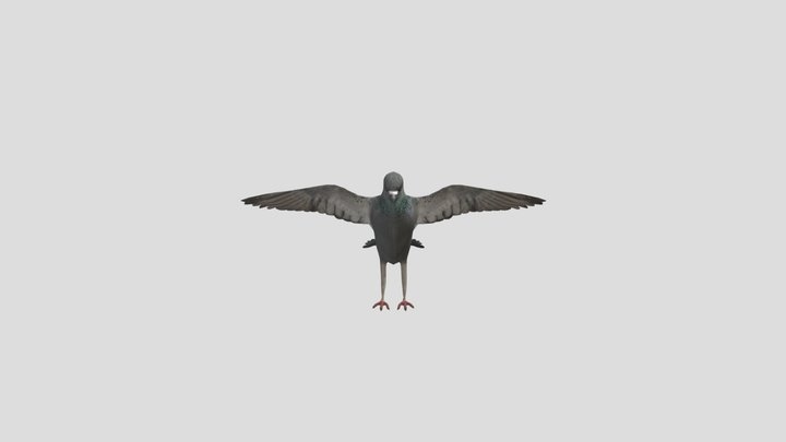 Pigeon 3D models - Sketchfab