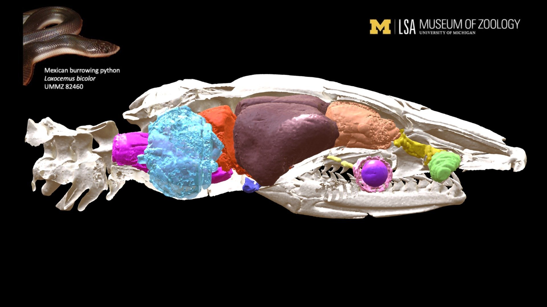 Mexican burrowing snake skull & sensory organs - 3D model by Michigan ...