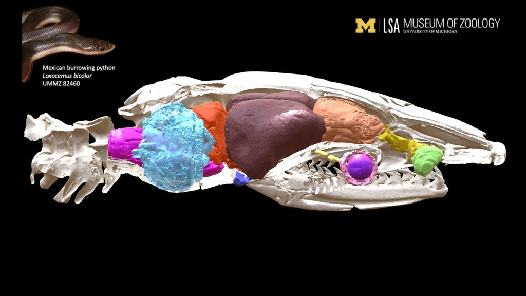 Inside the snake skull - A 3D model collection by Michigan Herpetology ...