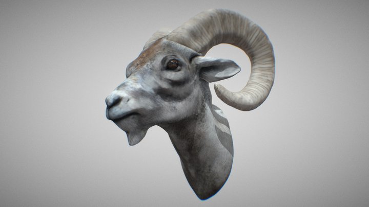Capra 3D models - Sketchfab
