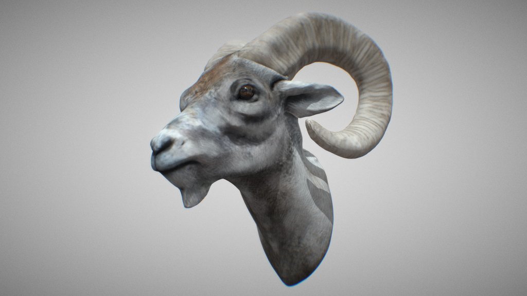 goat - A 3D model collection by Lizardman1989 - Sketchfab
