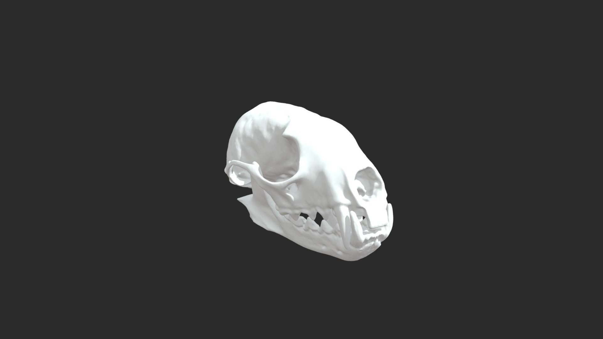 Alaskan Pine Marten Skull - Download Free 3D model by Fire & Bone ...