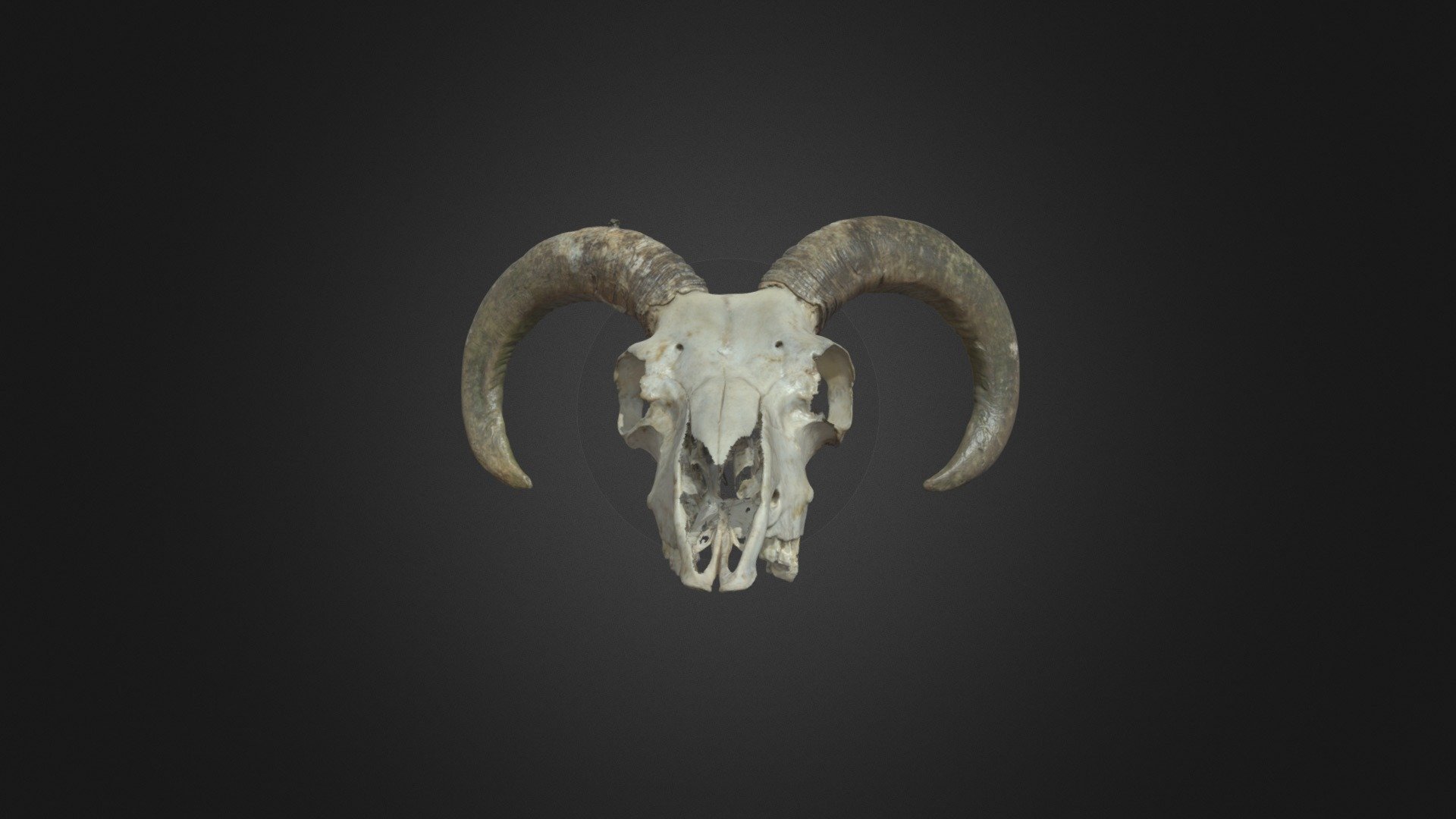 Sheep Skull - 3D model by Open Virtual Worlds (@openvirtualworlds ...