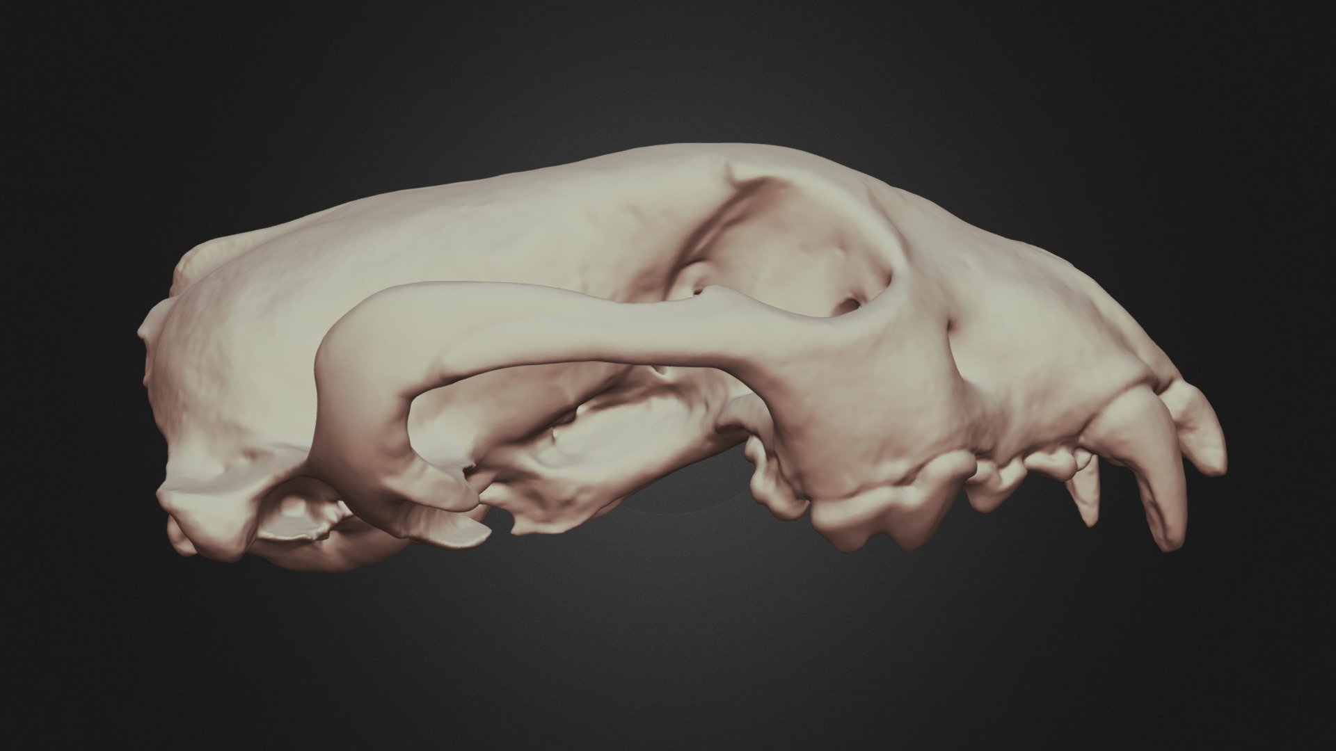 Gulo gulo (Wolverine) Skull - 3D model by Lakehead Anthropology ...