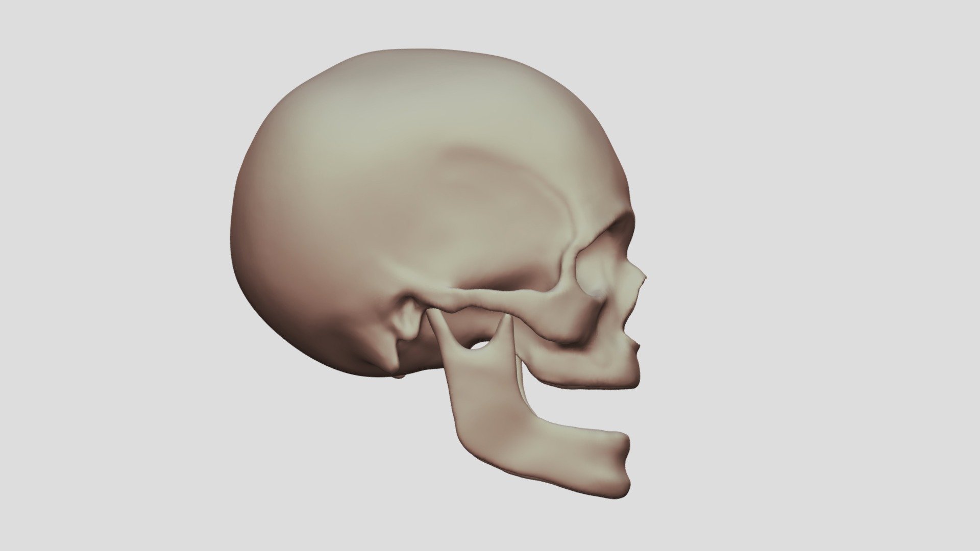 Skull First Stage - 3D model by Digital Ecorche Massing Models ...