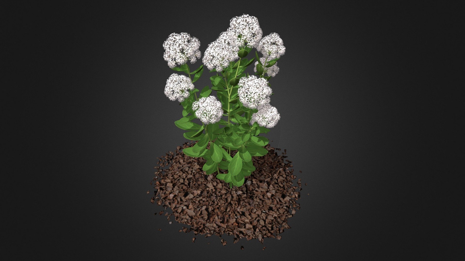 Flowering Sedum Plant (Sedum sarmentosum) - Buy Royalty Free 3D model ...