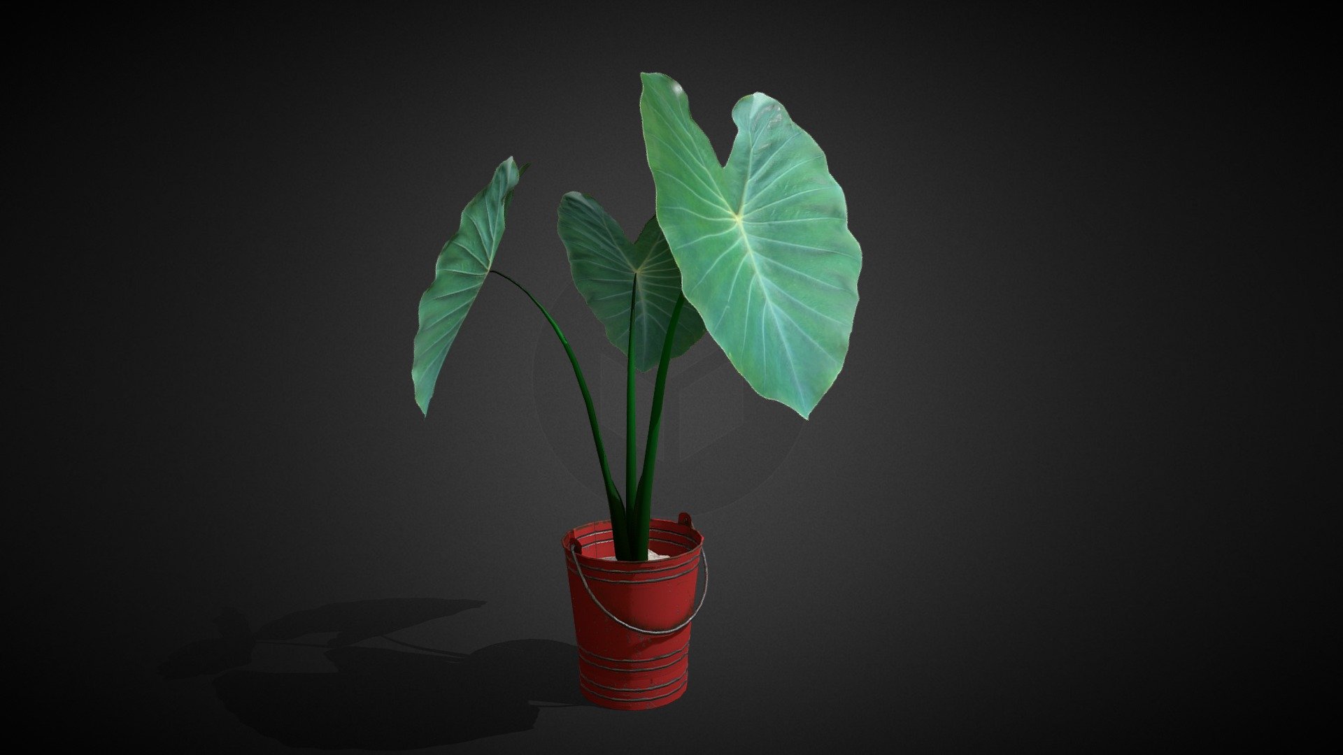 TARO_PLANT - 3D model by A & D (@amitkumar) [076028e] - Sketchfab
