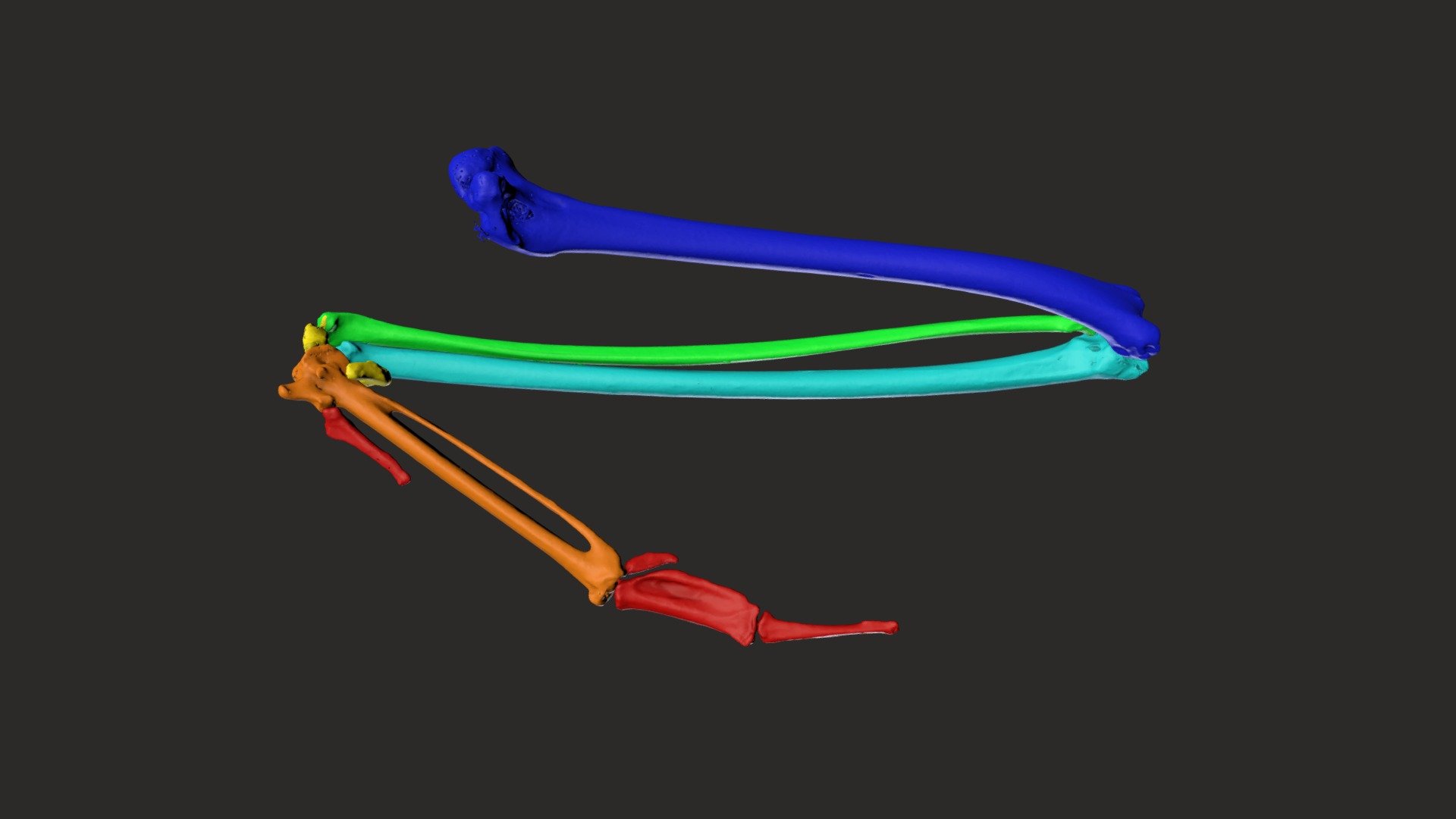 Snowy Egret Wing Skeleton - 3D model by Blackburn Lab (@ufherps ...