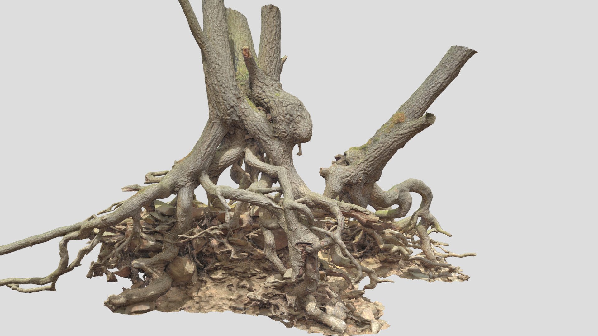 Oak Roots Big Scan - Buy Royalty Free 3D model by Per's Scan Collection ...