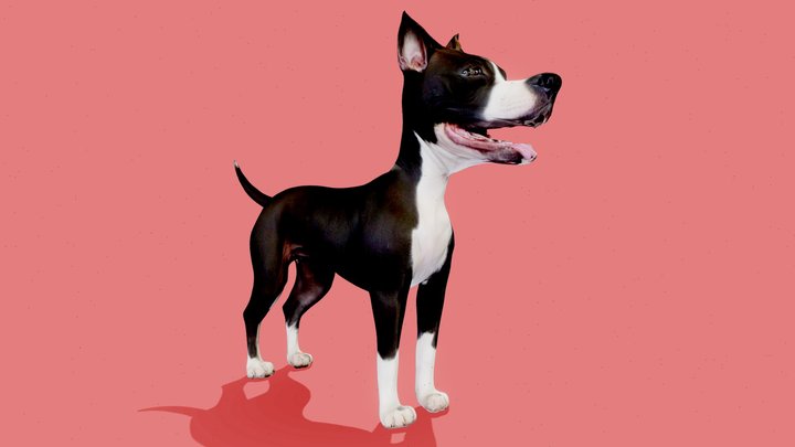 Pitbull 3D models - Sketchfab