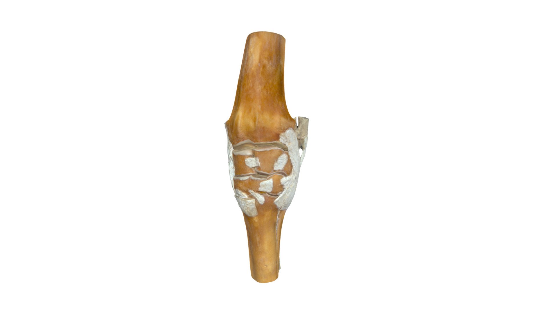 Horse, carpaljoint ligaments (left leg) - 3D model by Vetanat.UZH ...