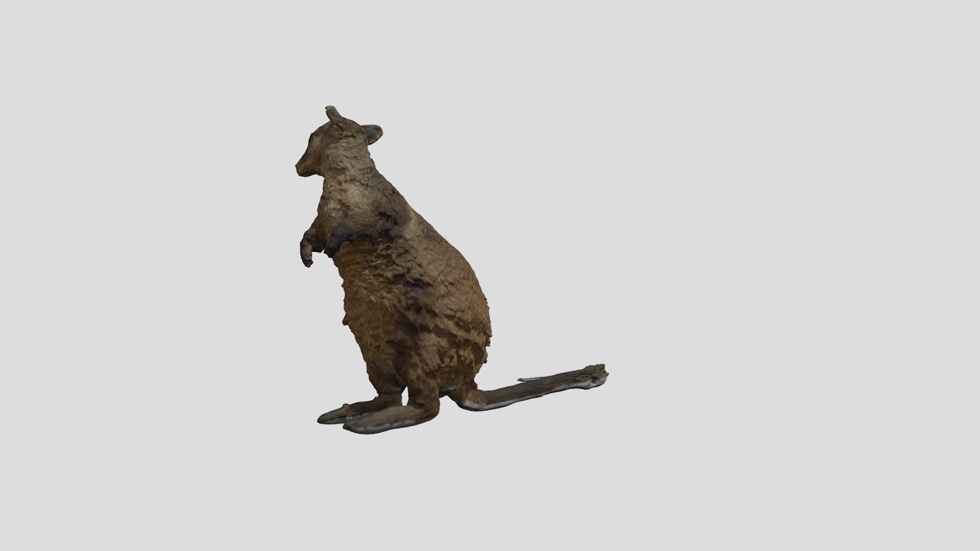 Rock Wallaby Specimen - 3D model by Chau Chak Wing Museum (@CCWM ...