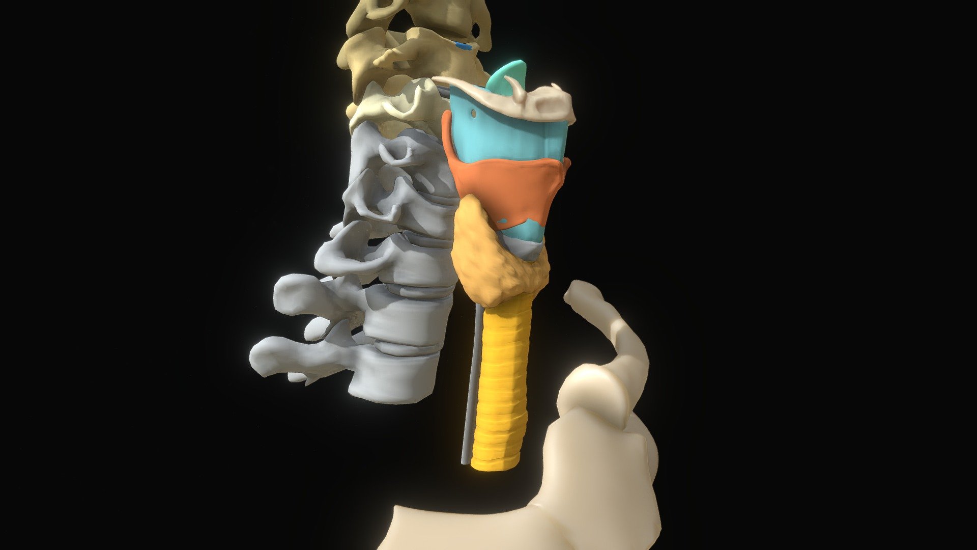 Trachea and esophpagus - 3D model by John A Burns School of Medicine ...