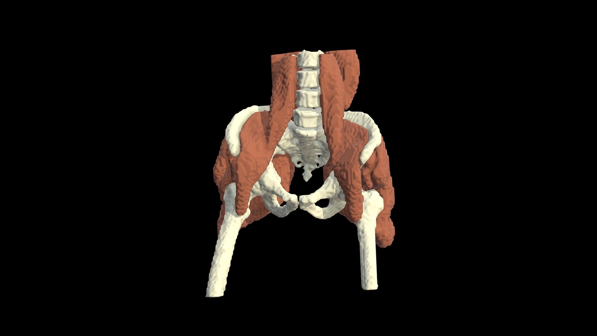 Pelvis - Muscles and Bones - 3D model by Cirurgic3D (@neorenal ...