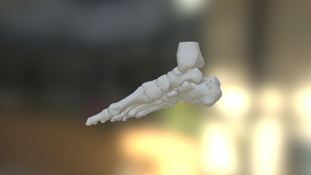 Foot and Ankle - A 3D model collection by orto3d - Sketchfab
