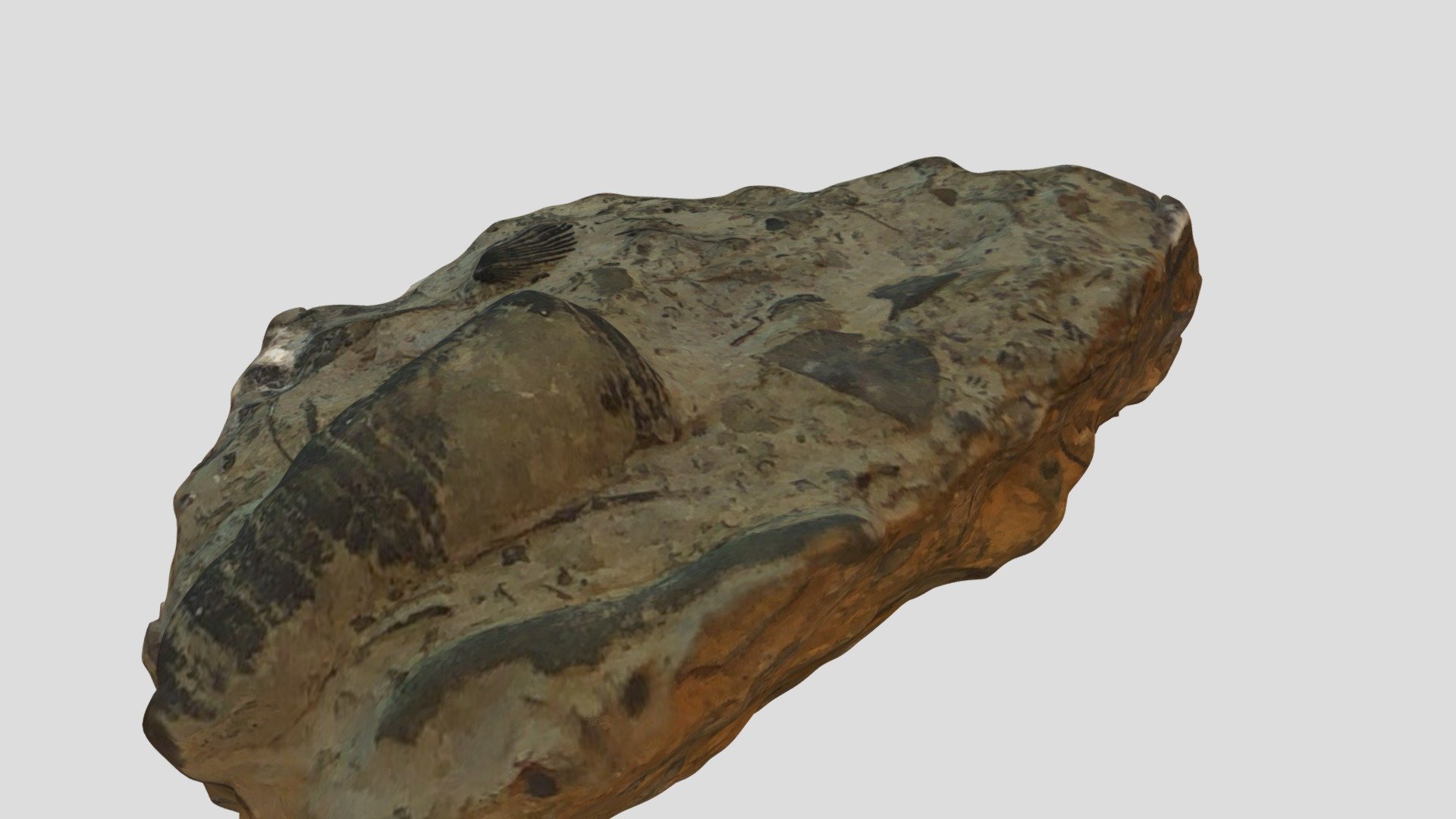 Madison fossil 03 - Download Free 3D model by Grand Rapids CC - Geology ...