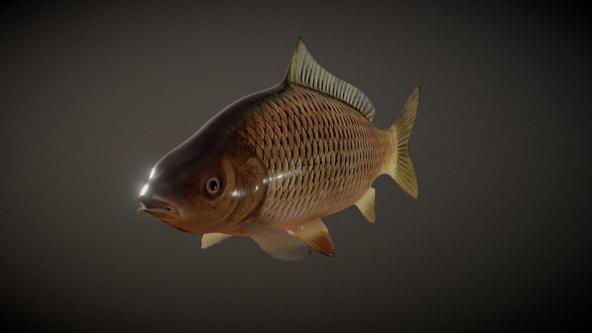Carp Fish - 3D model by rosen.genkov [078e045] - Sketchfab