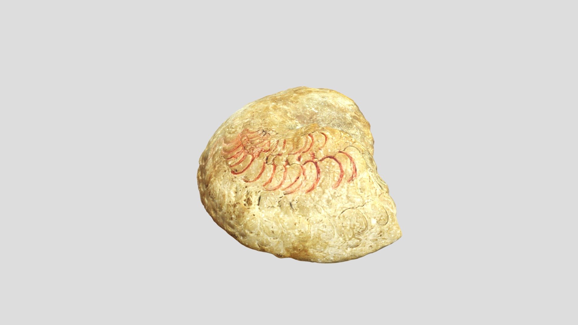 Ammonite - 3D model by campioneprimo1 [078e222] - Sketchfab