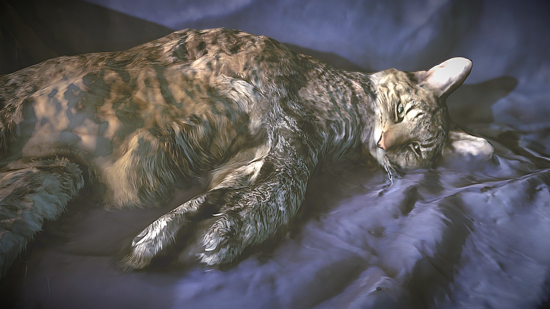 3D Scan || My Cat - 3D model by Chromasie [079210d] - Sketchfab