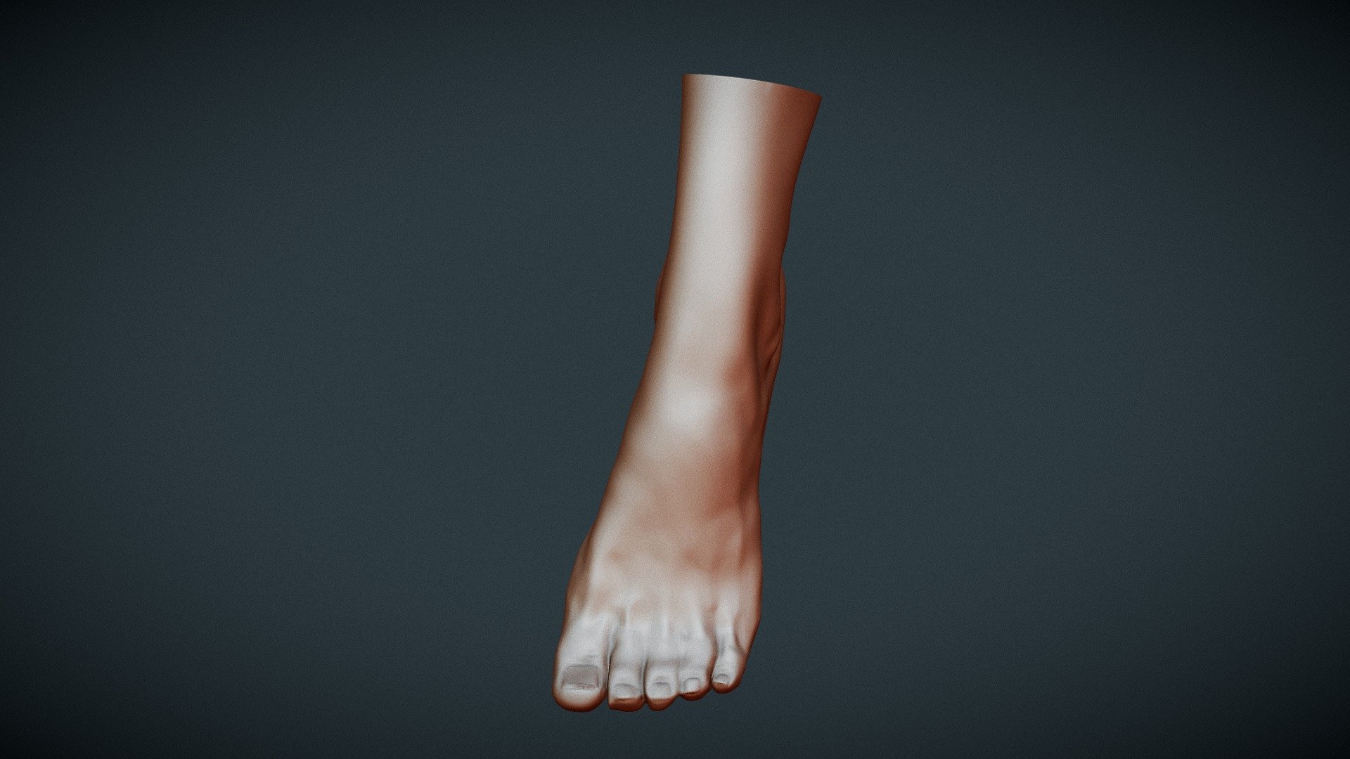 Feet Anatomy - Download Free 3D model by rushivamshi [079ee0e] - Sketchfab