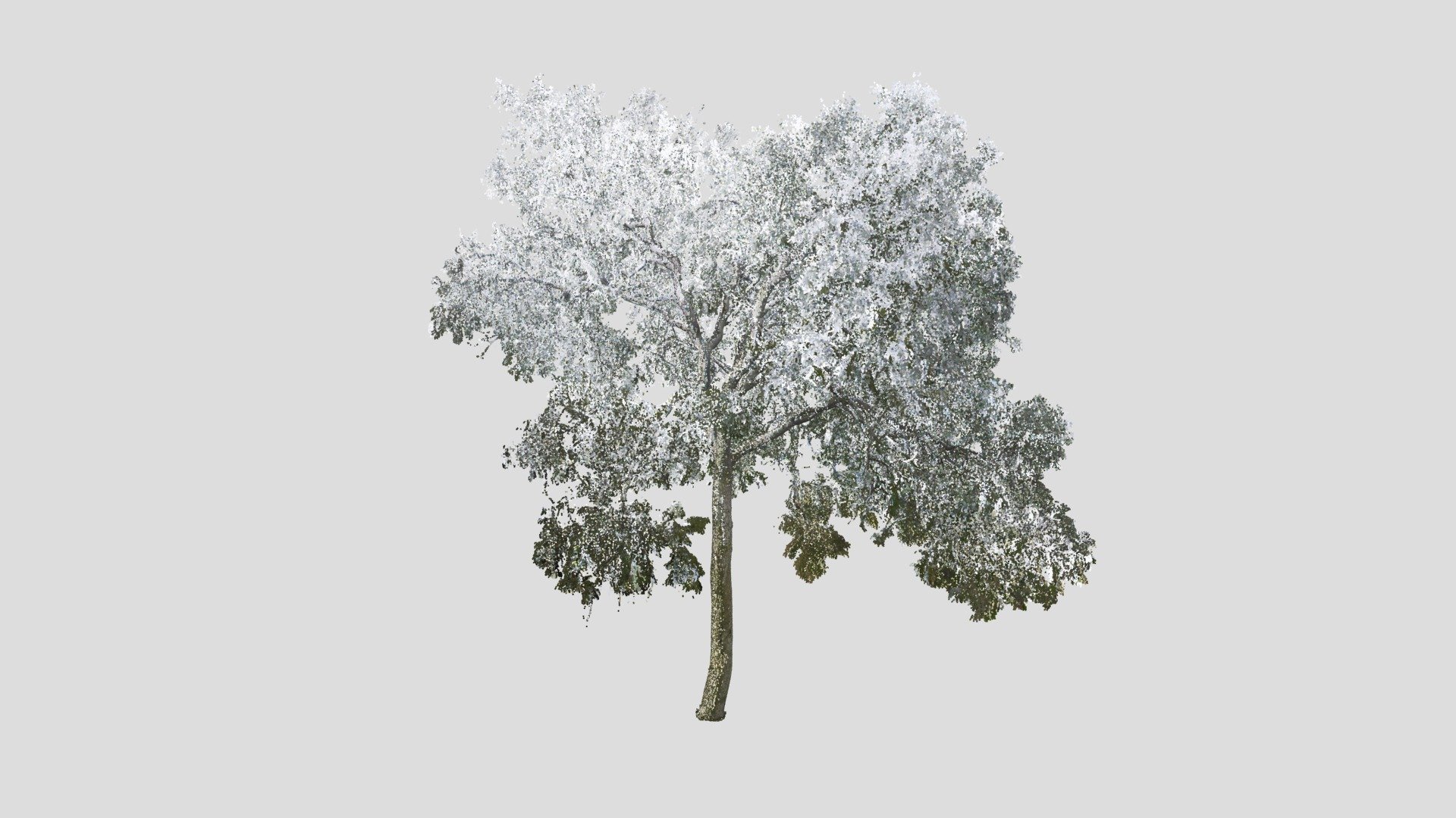 Tree Point Cloud - Buy Royalty Free 3D model by magnum_opus (@tree ...