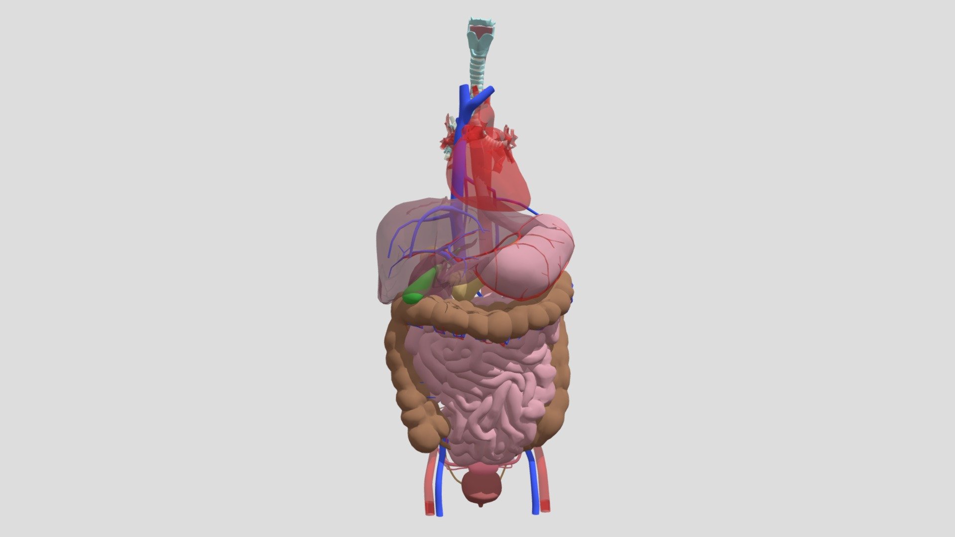 abdominal surgery - 3D model by Dien [07a14f5] - Sketchfab