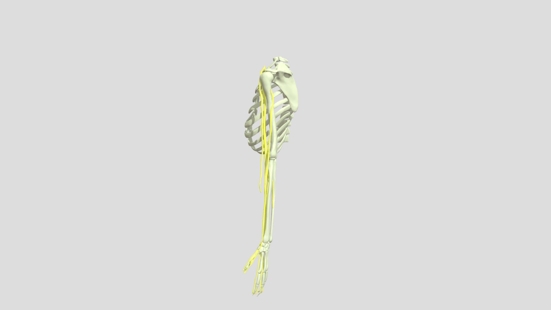 Gorilla Upper Limb With Nerves - Download Free 3D model by VISIBLE APE ...