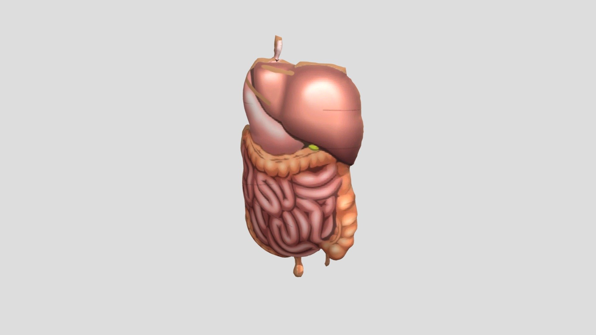 Organ Tubuh - Download Free 3D model by zakyeafakhr [07a20c7] - Sketchfab