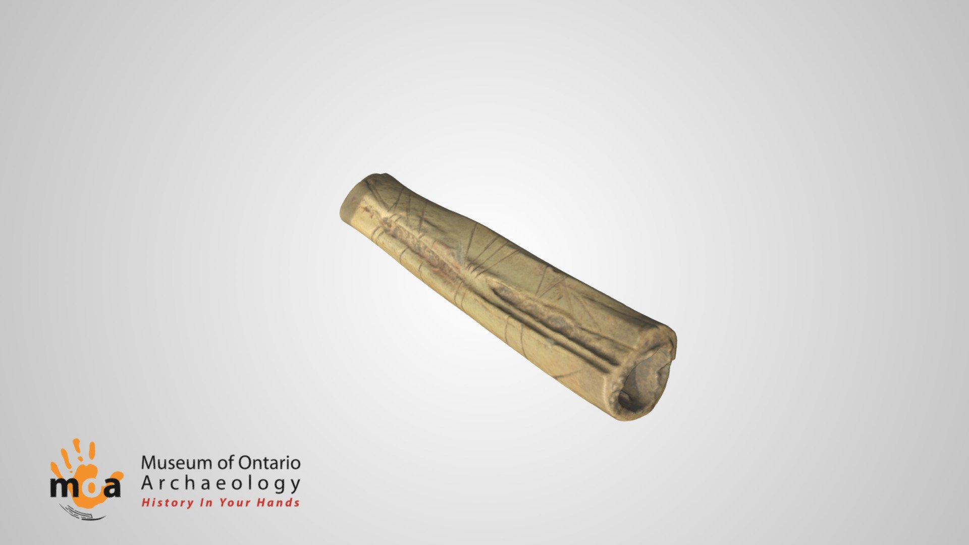 Modified Long Bone - 3D model by MuseOntArch [07a908a] - Sketchfab